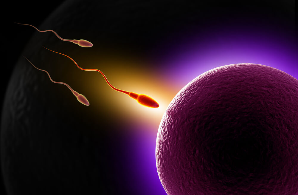Fertility Explained - Your Guide to Fertility and Infertility | Nova IVF